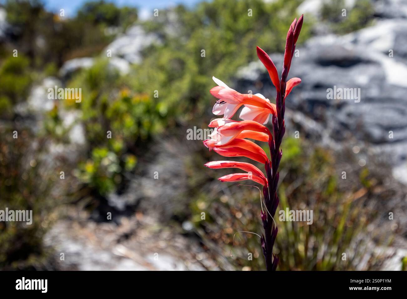 Close of a vibrant red Table Mountain Watsonia on the top of Table ...