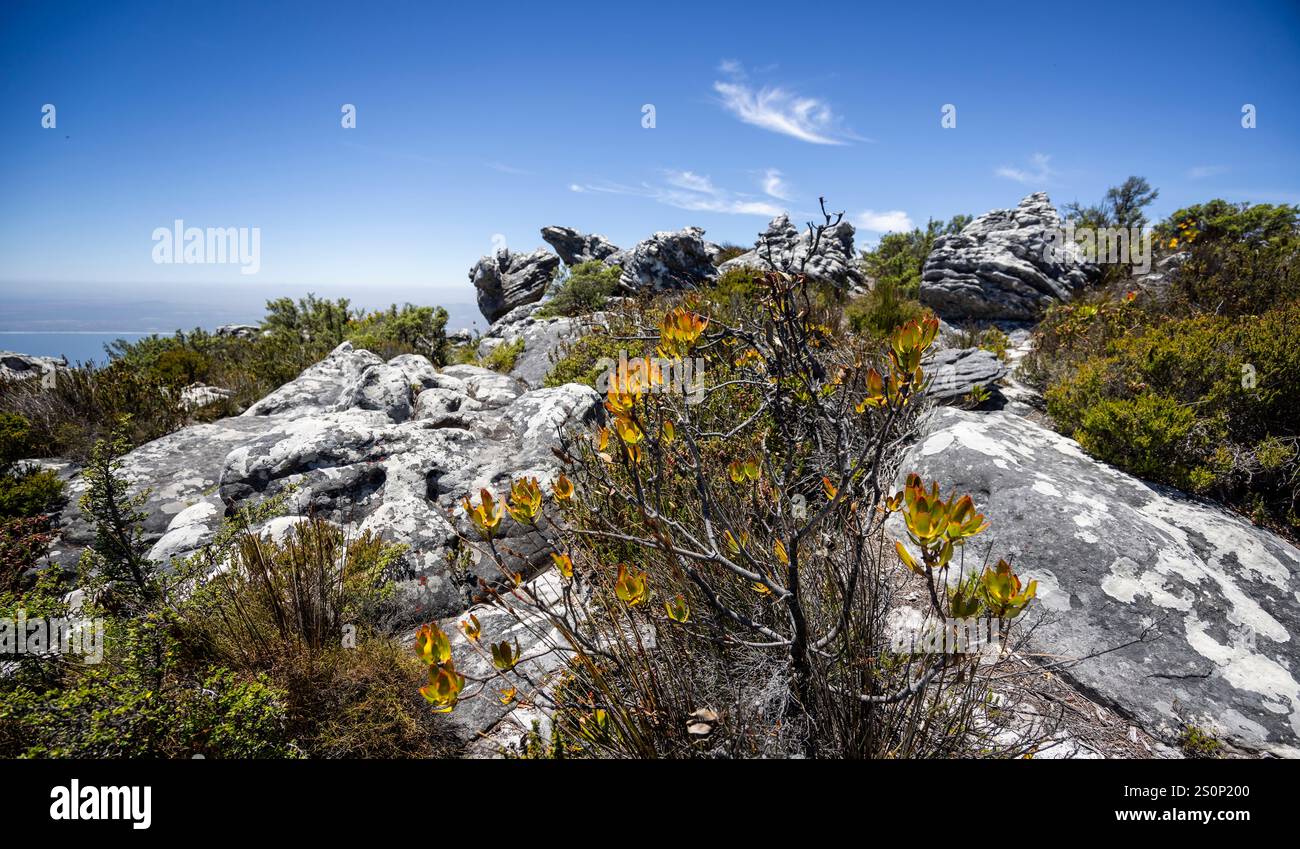 Beuatiful translucent brown and orange fynbos shrub on top of Table ...