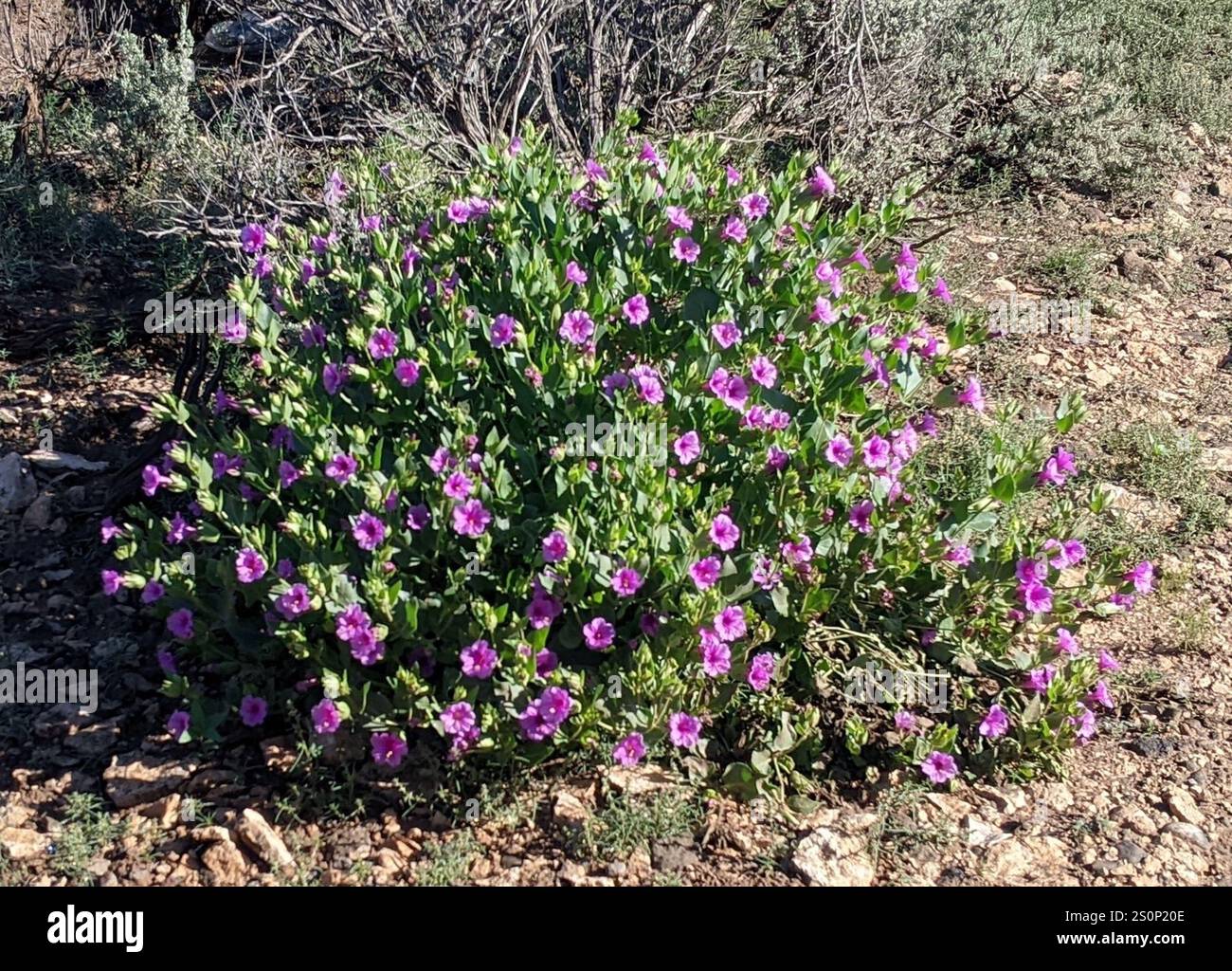 Colorado Four o'Clock (Mirabilis multiflora Stock Photo - Alamy