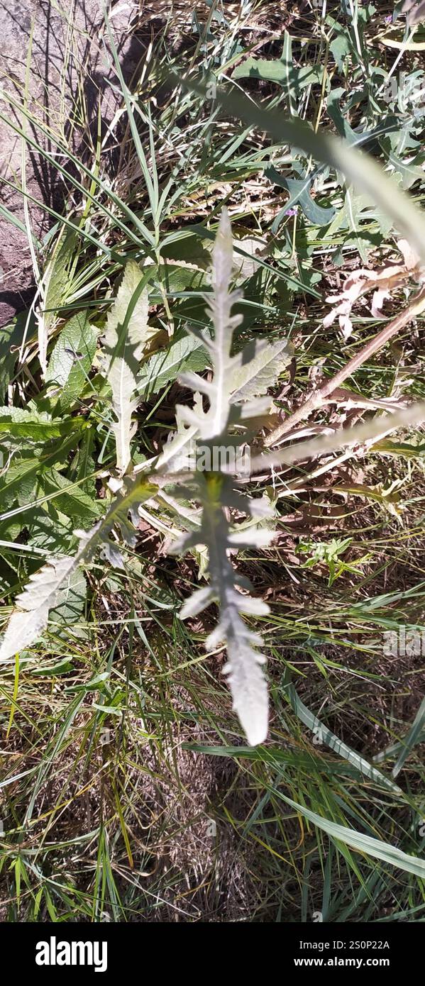 cutleaf teasel (Dipsacus laciniatus Stock Photo - Alamy