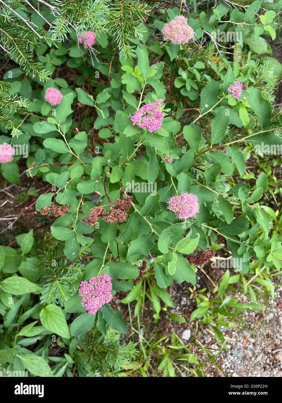 Mountain Spirea (Spiraea splendens Stock Photo - Alamy