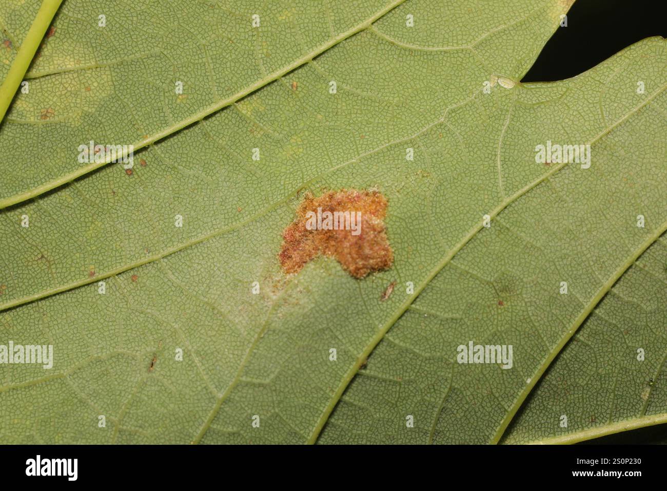 Sycamore Felt Gall Mite (Aceria pseudoplatani Stock Photo - Alamy