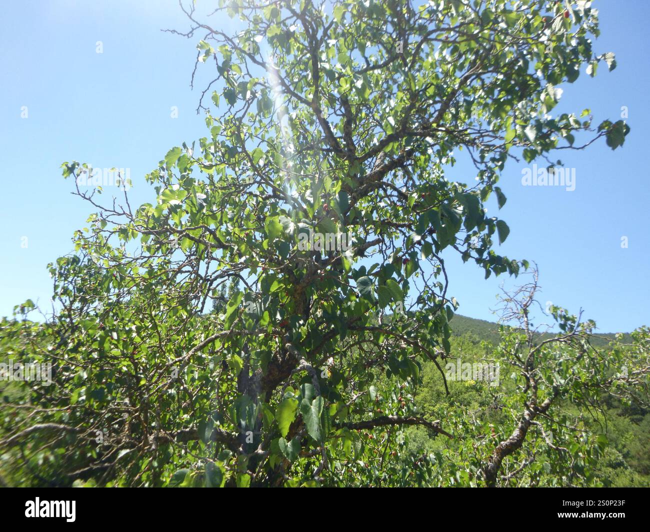 black mulberry (Morus nigra Stock Photo - Alamy