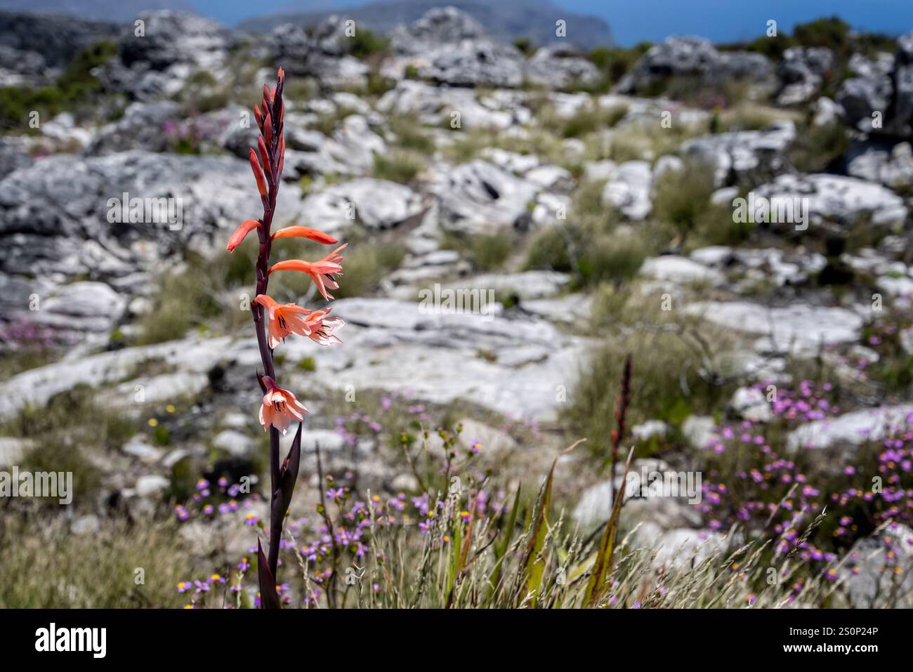 A vibrant red Table Mountain Watsonia on the top of Table Mountain ...
