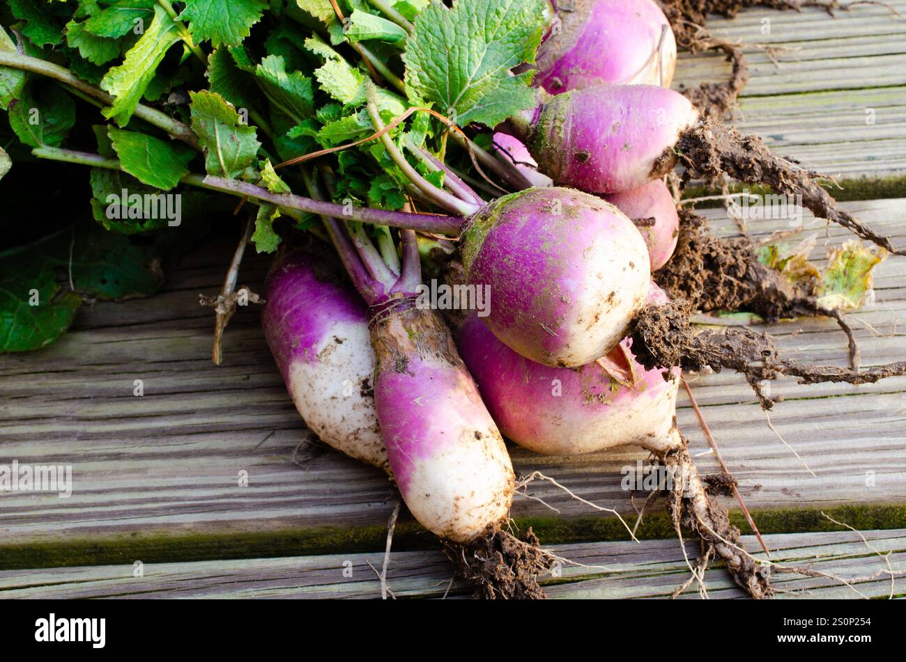 Homegrown turnips from organic vegetable garden. Bunch of healthy ...