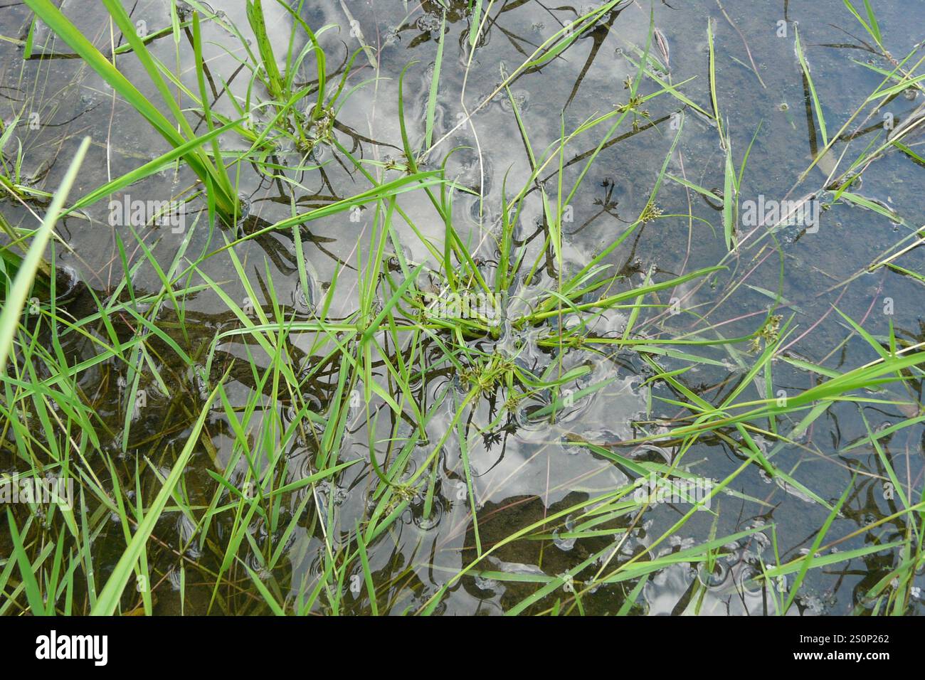 Brown Flatsedge (Cyperus fuscus Stock Photo - Alamy