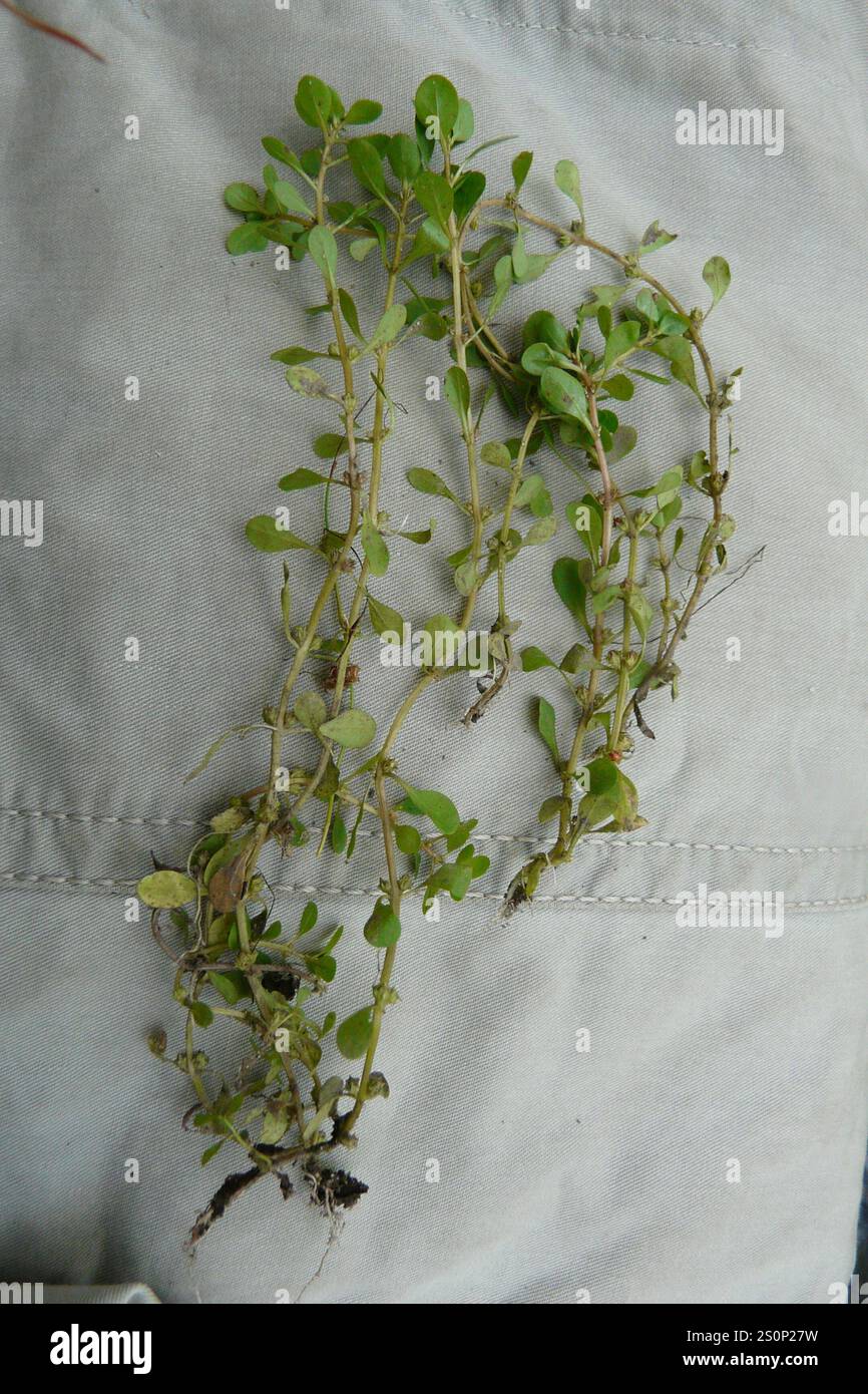 Water-purslane (Lythrum portula Stock Photo - Alamy