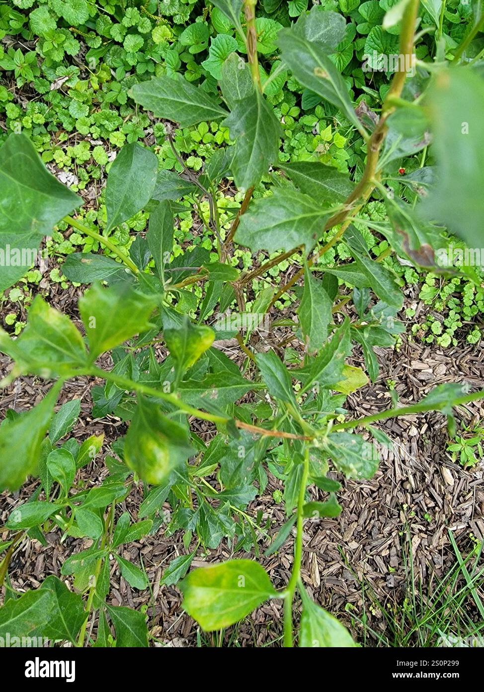 groundsel tree (Baccharis halimifolia Stock Photo - Alamy