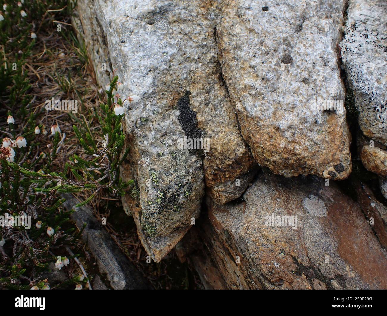 Rock Mosses (Grimmiaceae Stock Photo - Alamy