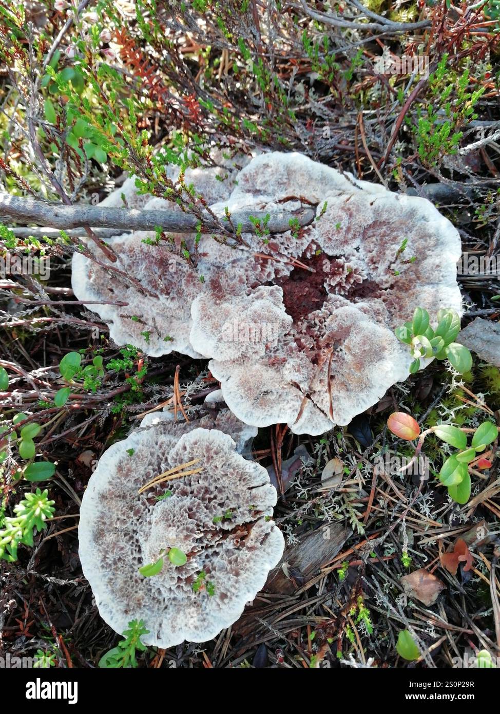 Blue Tooth (Hydnellum caeruleum Stock Photo - Alamy