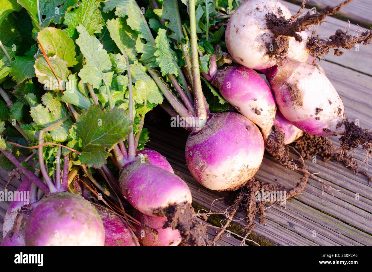 Homegrown turnips from organic vegetable garden. Bunch of healthy ...