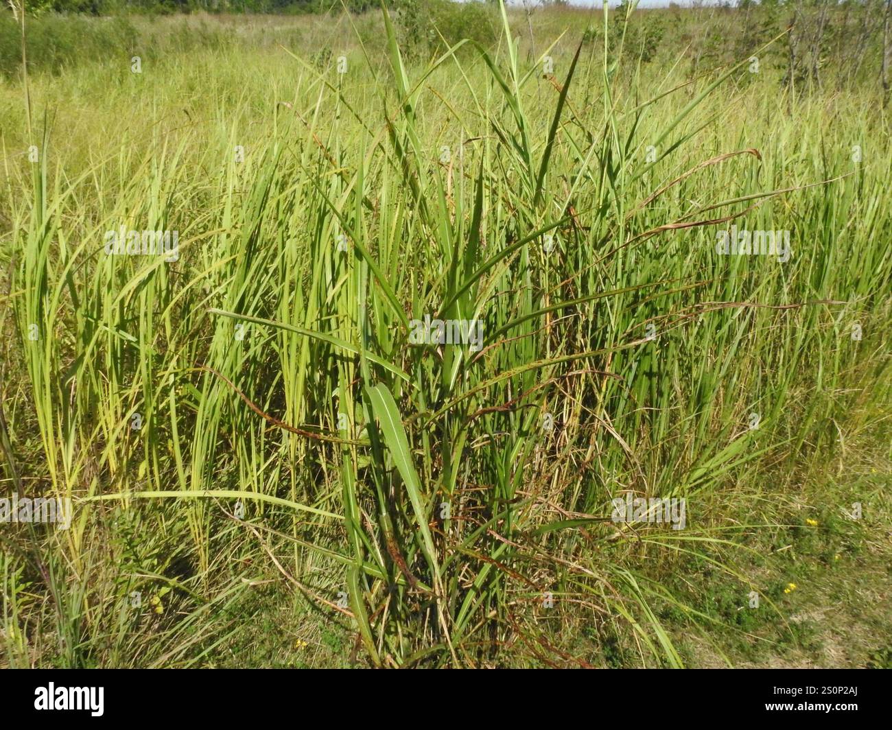 Johnson grass (Sorghum halepense Stock Photo - Alamy