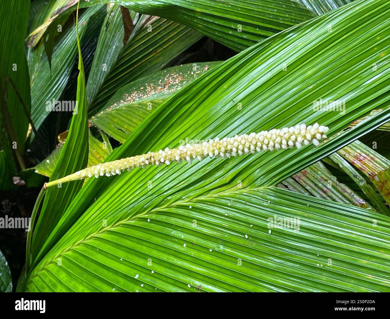 Palmgrass (Setaria palmifolia Stock Photo - Alamy