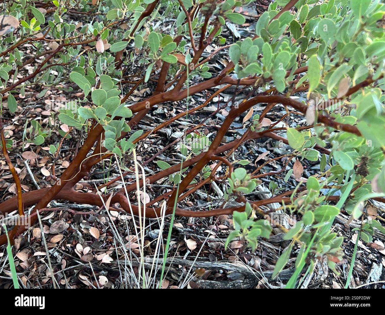 Pringle's manzanita (Arctostaphylos pringlei Stock Photo - Alamy