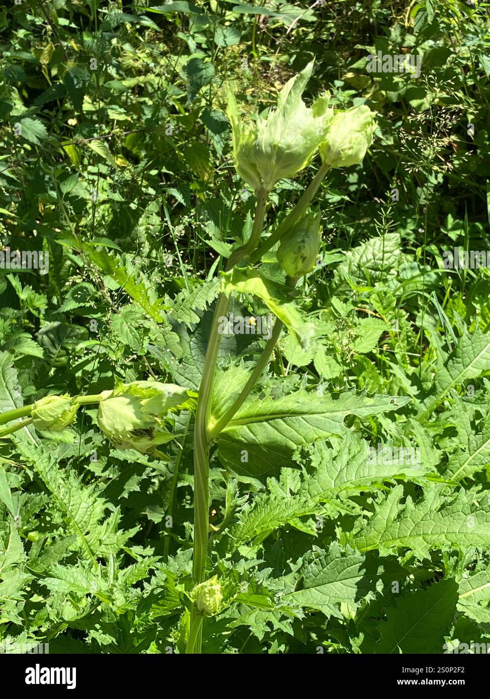 Cabbage Thistle (Cirsium oleraceum Stock Photo - Alamy