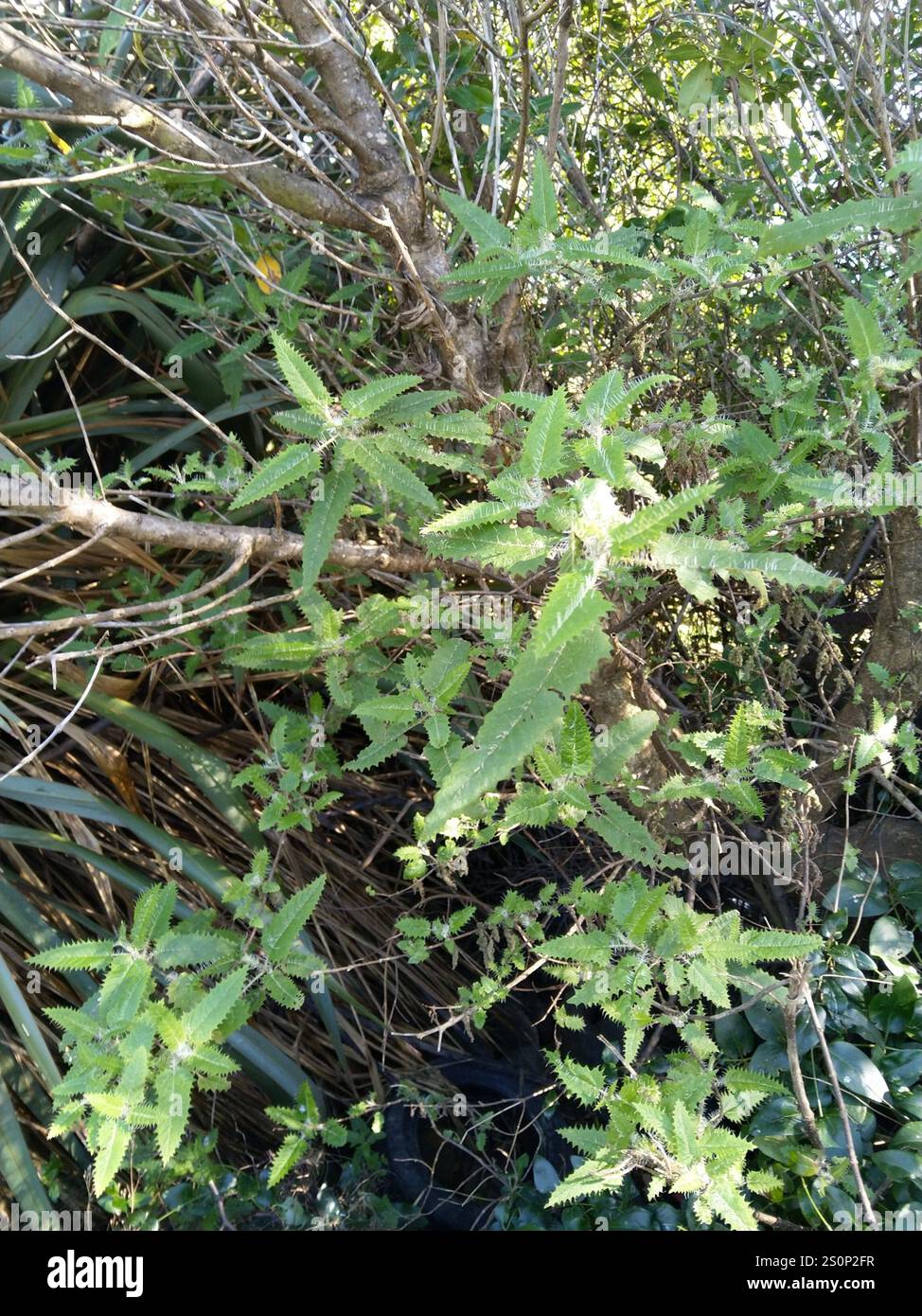 Tree Nettle (Urtica ferox Stock Photo - Alamy