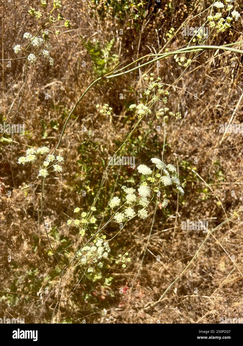 Kellogg's yampah (Perideridia kelloggii Stock Photo - Alamy