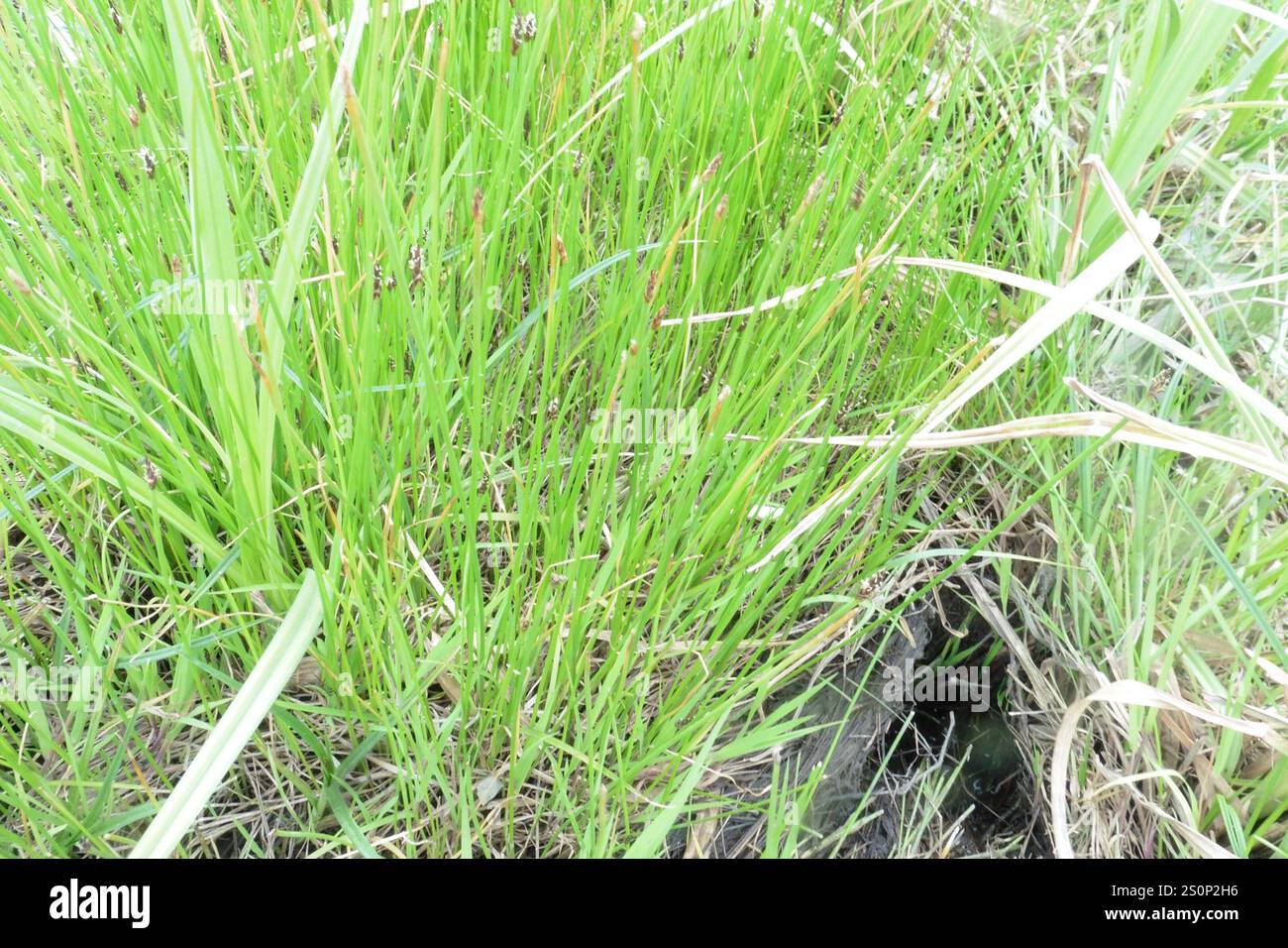 common spikerush (Eleocharis palustris Stock Photo - Alamy