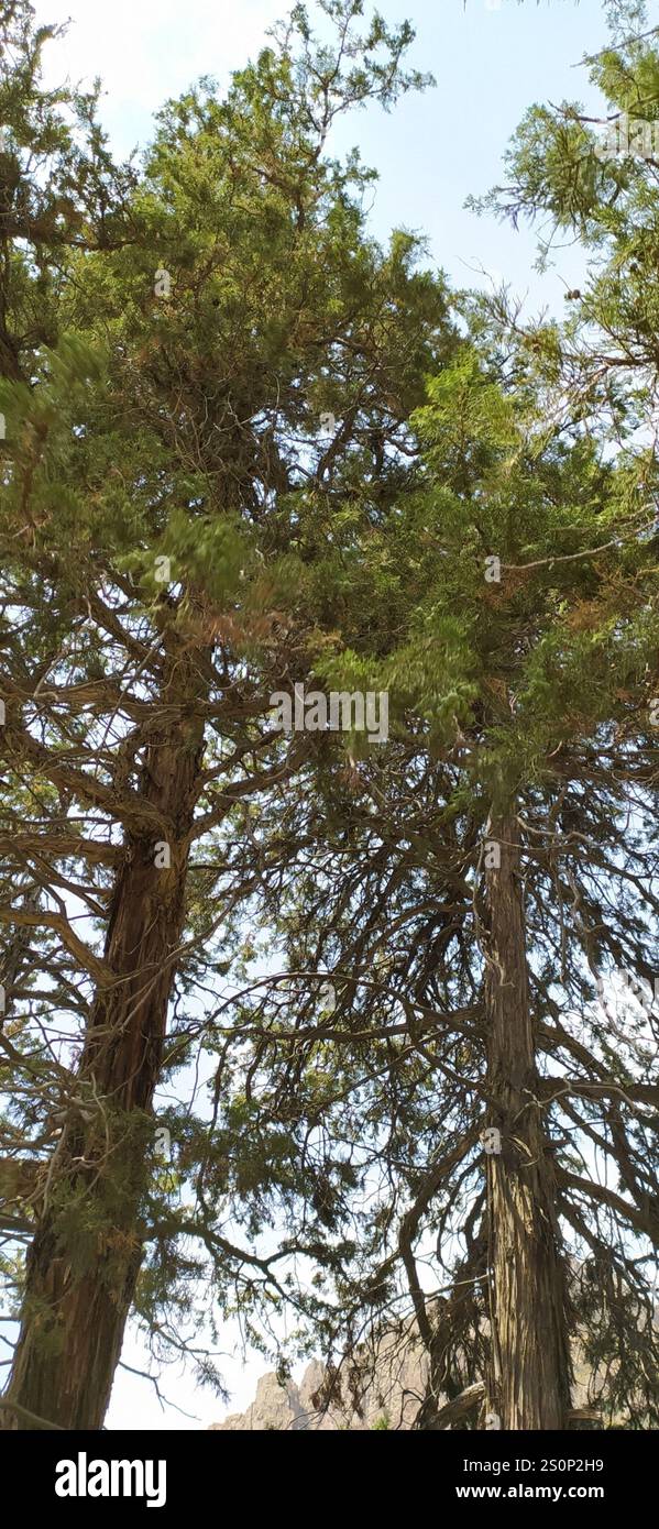 Pashtun juniper (Juniperus seravschanica Stock Photo - Alamy
