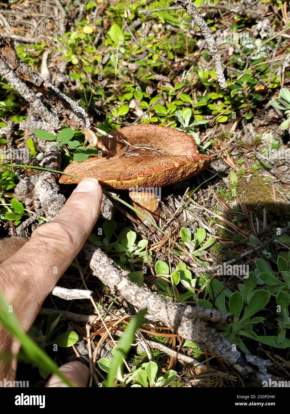 Western Painted Suillus (Suillus lakei Stock Photo - Alamy