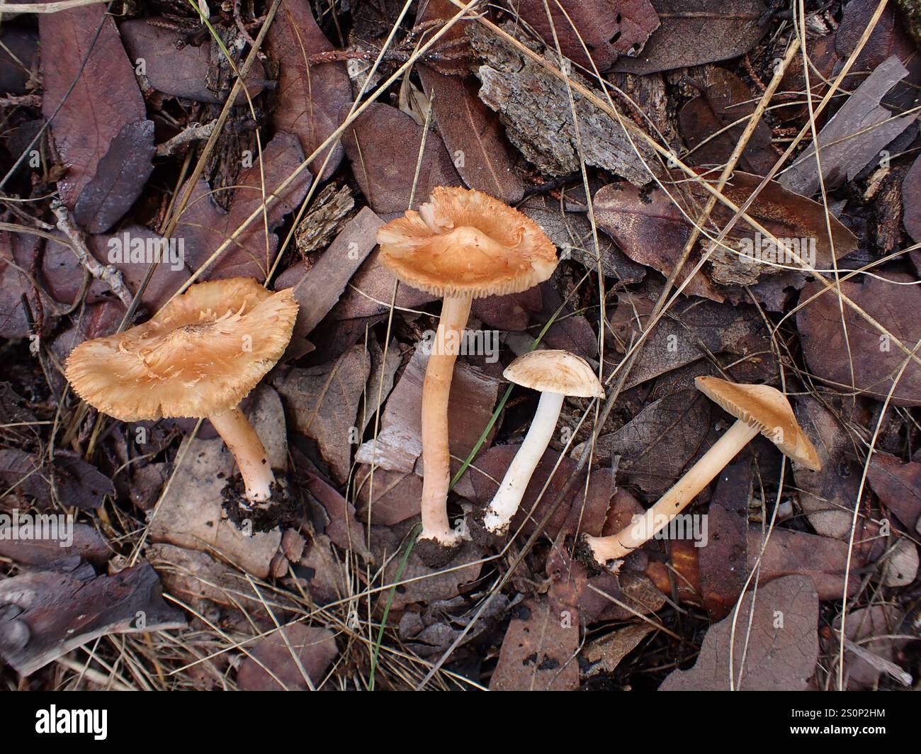 Rose-gilled Fibercap (Inocybe roseifolia Stock Photo - Alamy
