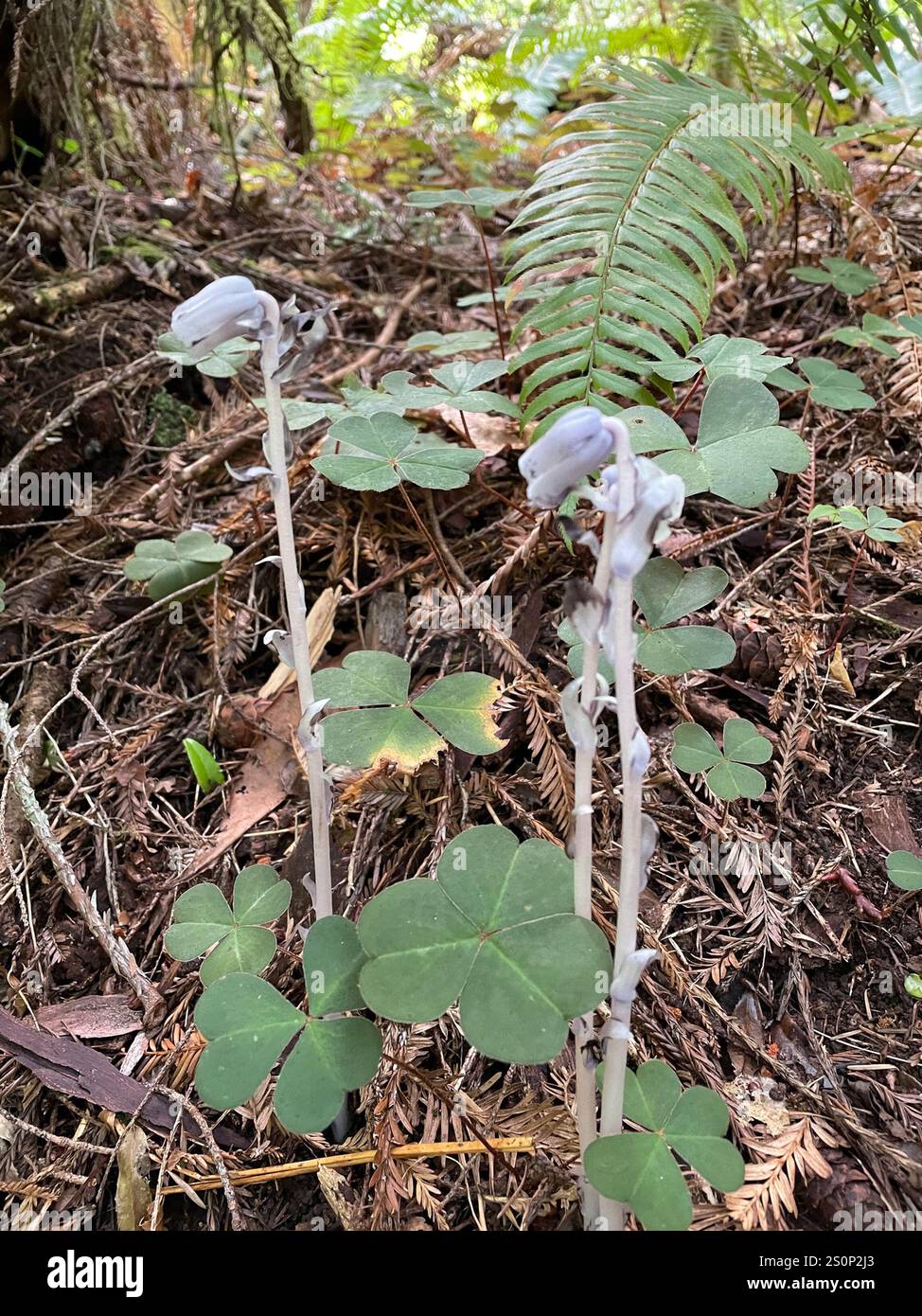 Ghost Pipe (Monotropa uniflora Stock Photo - Alamy