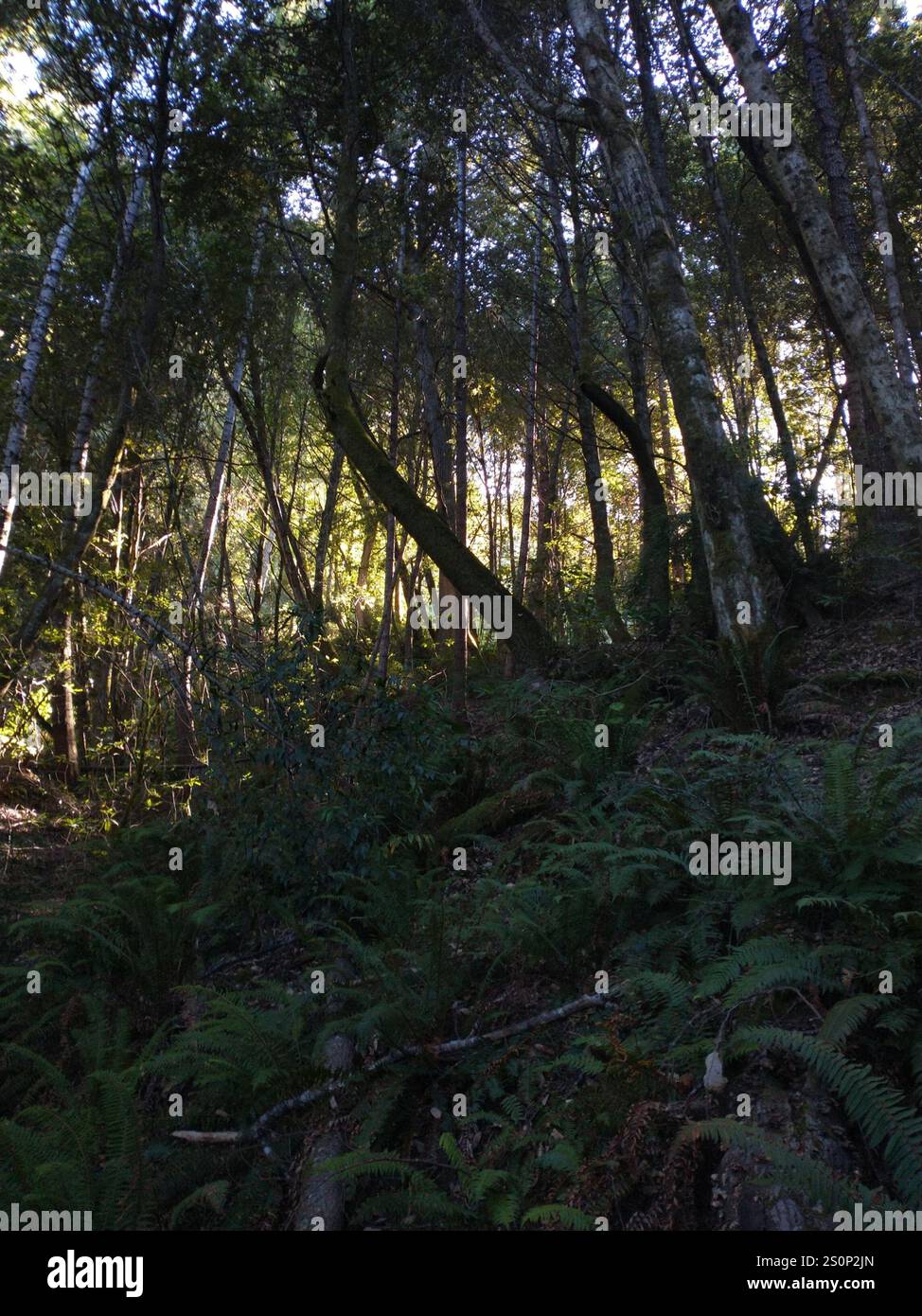 Tanoak (Notholithocarpus densiflorus Stock Photo - Alamy