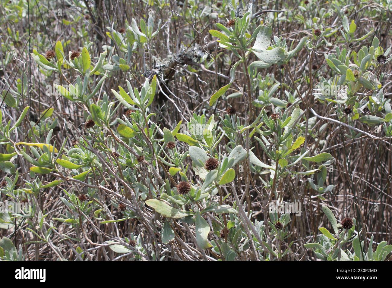 sea ox-eye (Borrichia frutescens Stock Photo - Alamy