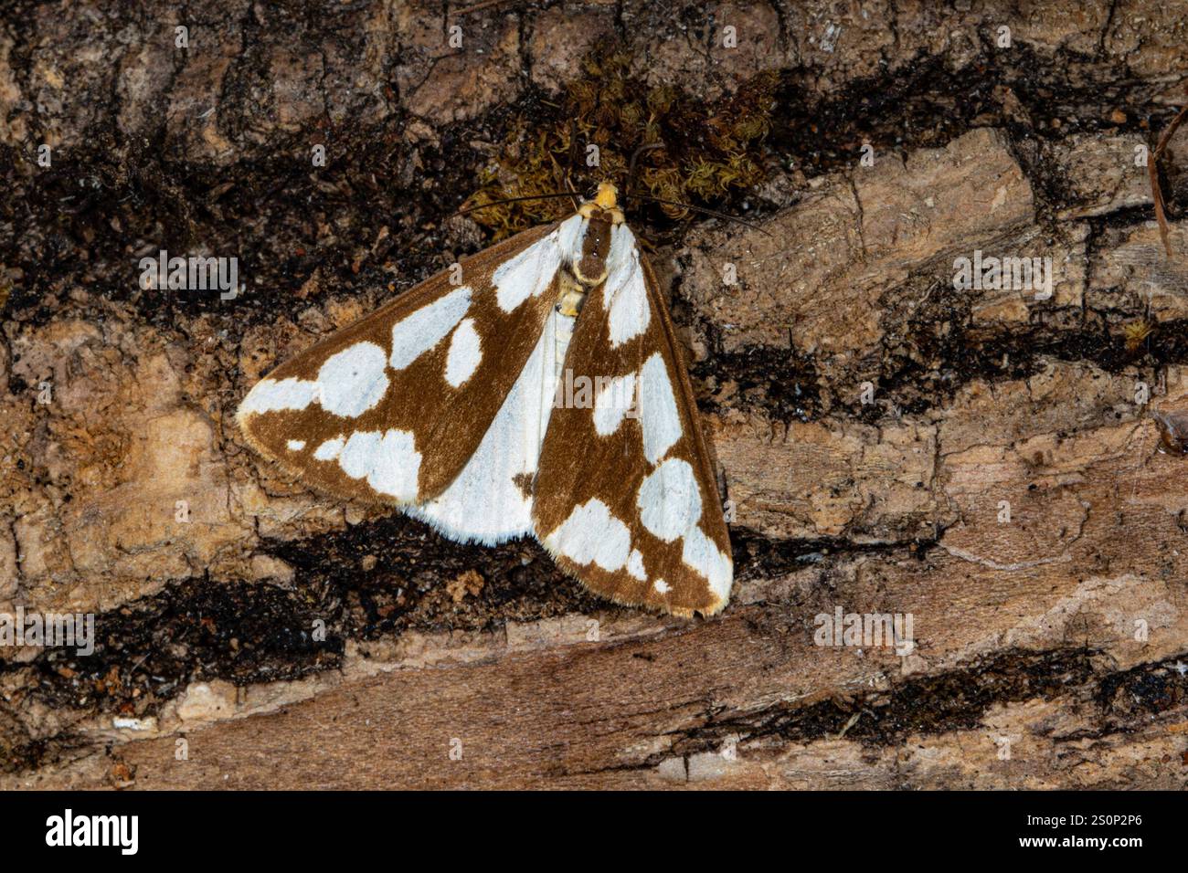 Confused Haploa Moth (Haploa confusa Stock Photo - Alamy