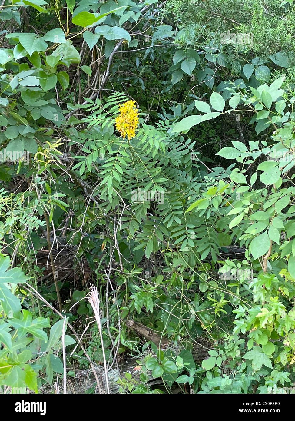 American senna (Senna hebecarpa Stock Photo - Alamy
