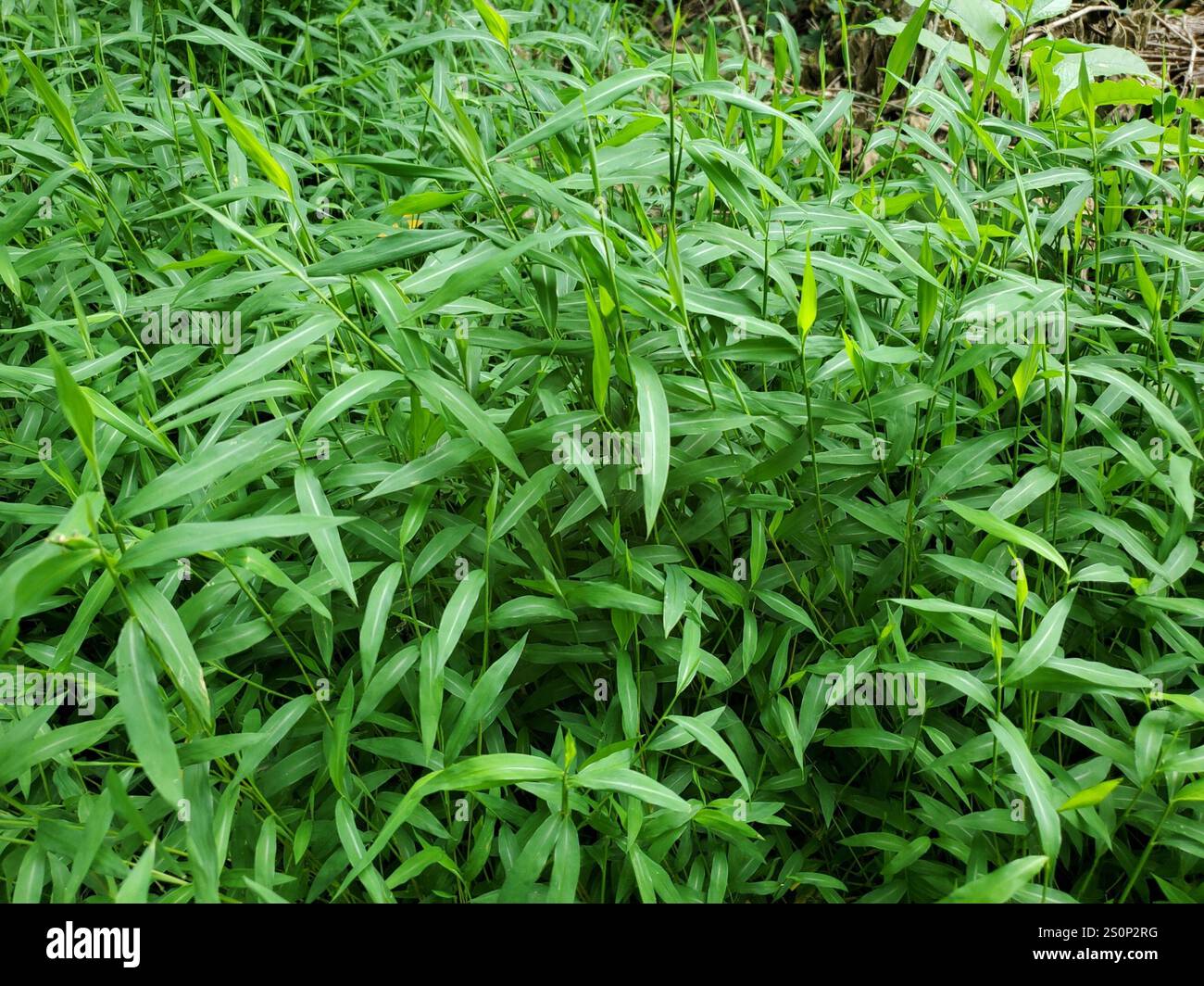 Japanese stiltgrass (Microstegium vimineum Stock Photo - Alamy