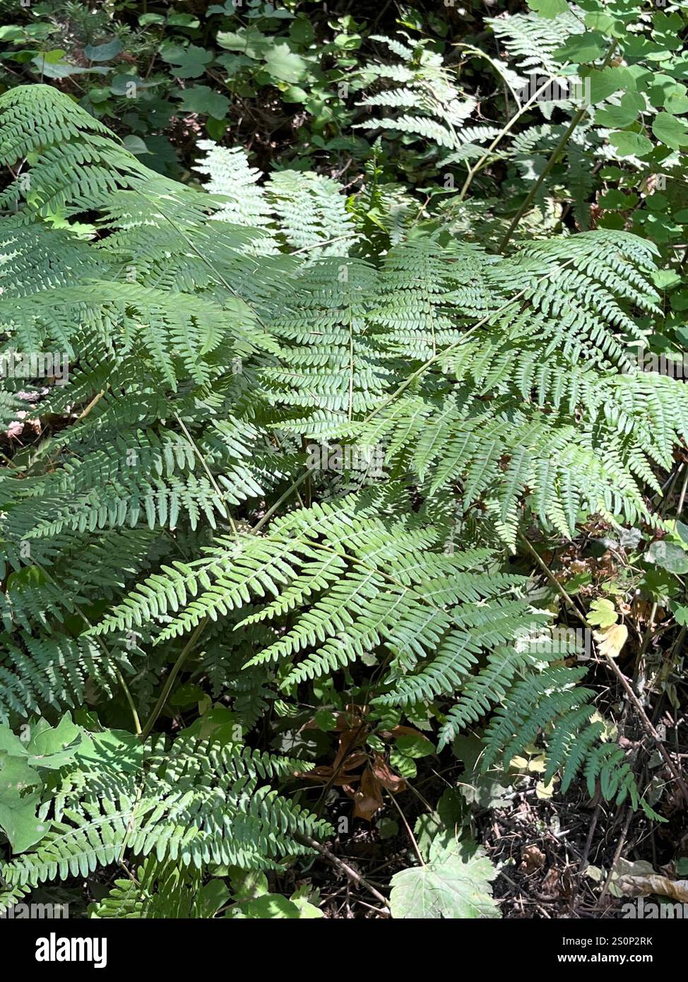 common bracken (Pteridium aquilinum Stock Photo - Alamy