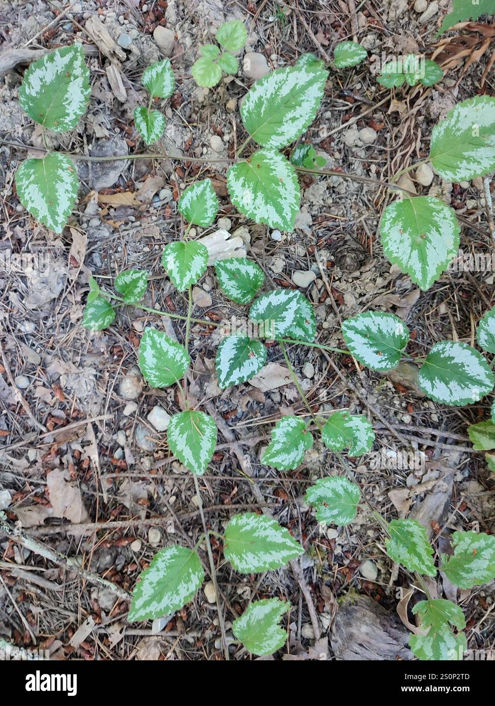 Variegated Yellow Archangel (Lamium galeobdolon argentatum Stock Photo ...
