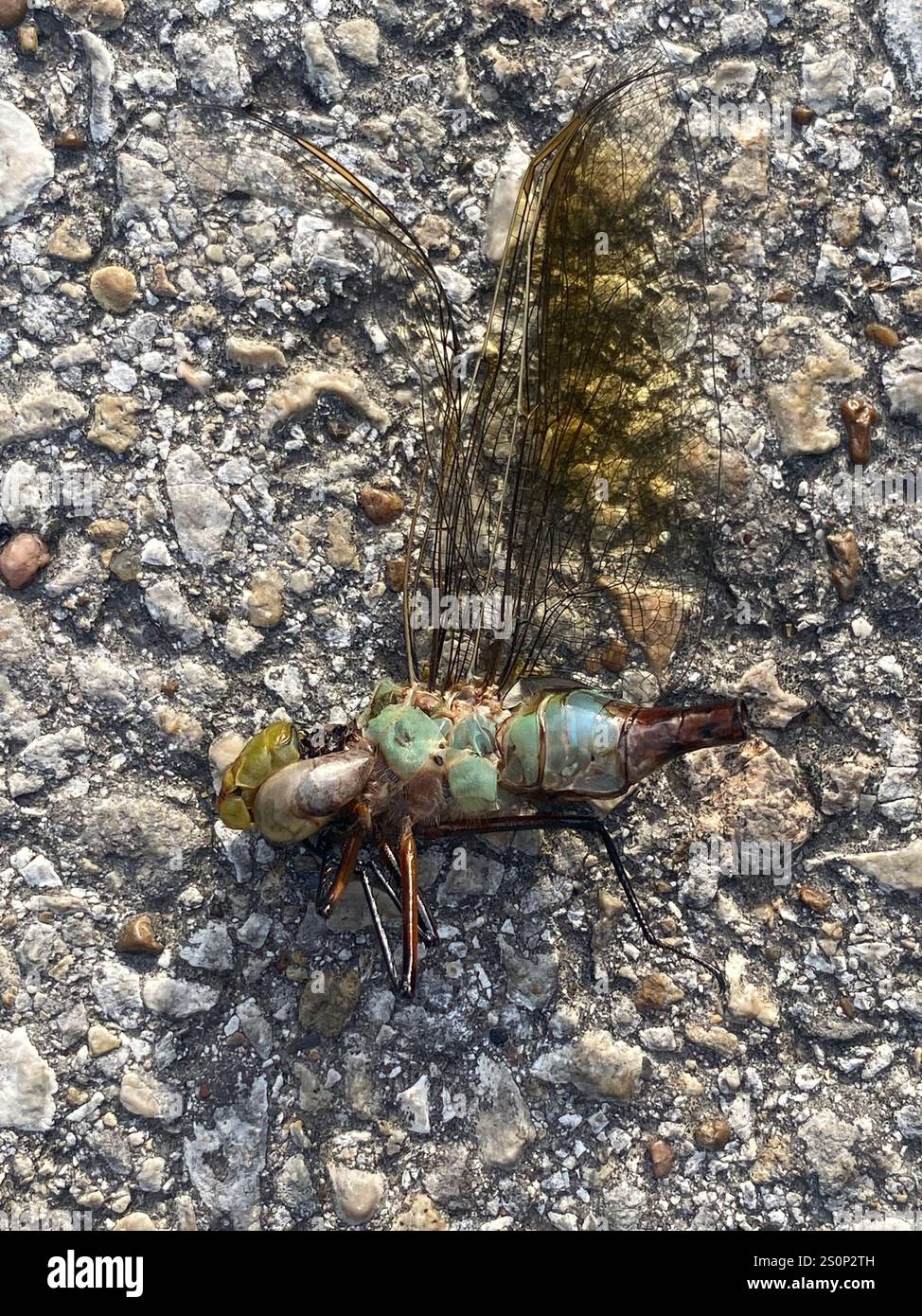 Emperors and Green Darners (Anax Stock Photo - Alamy