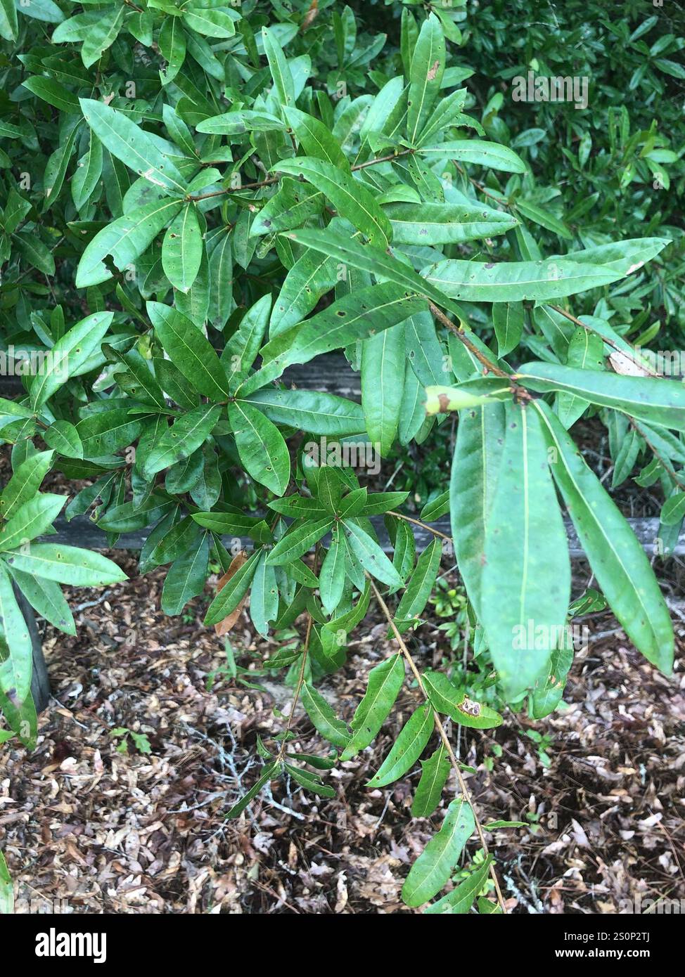 bluejack oak (Quercus incana Stock Photo - Alamy