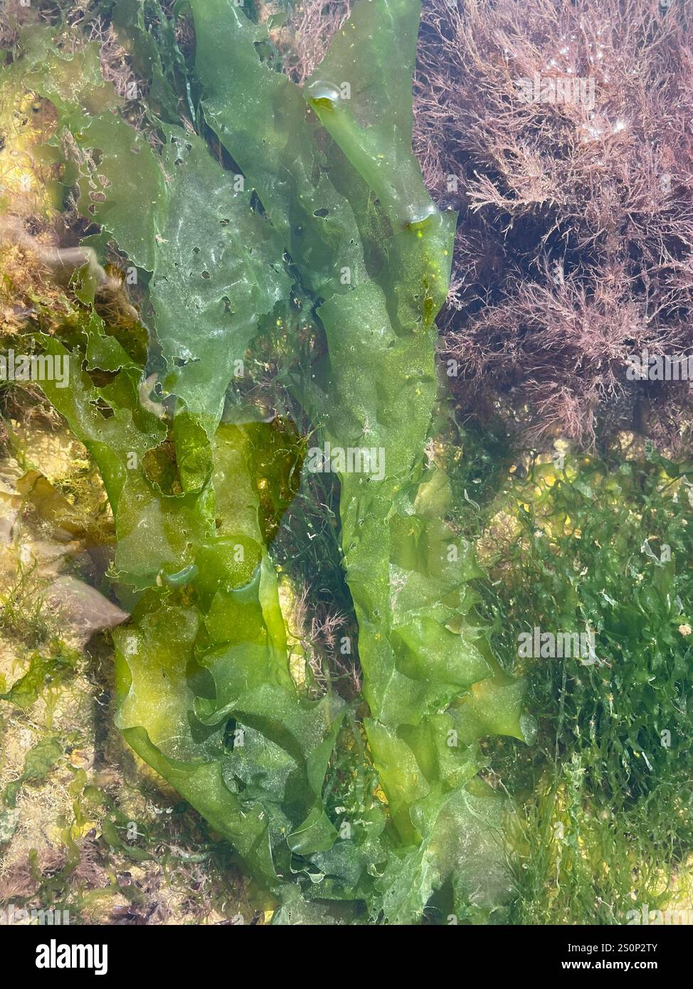 Broadleaf Sea Lettuce (Ulva lactuca Stock Photo - Alamy