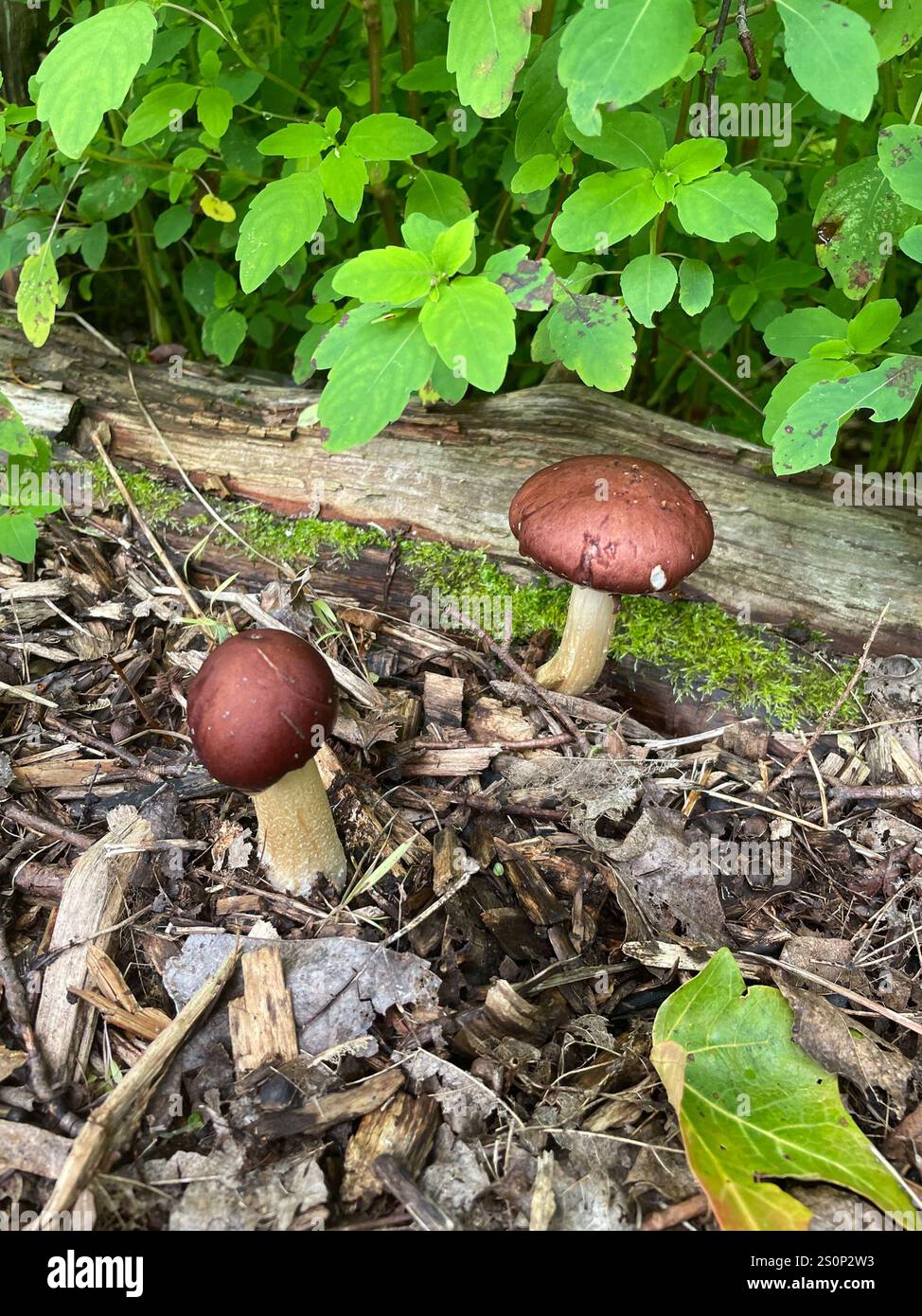 Wine-cap Stropharia (Stropharia rugosoannulata Stock Photo - Alamy