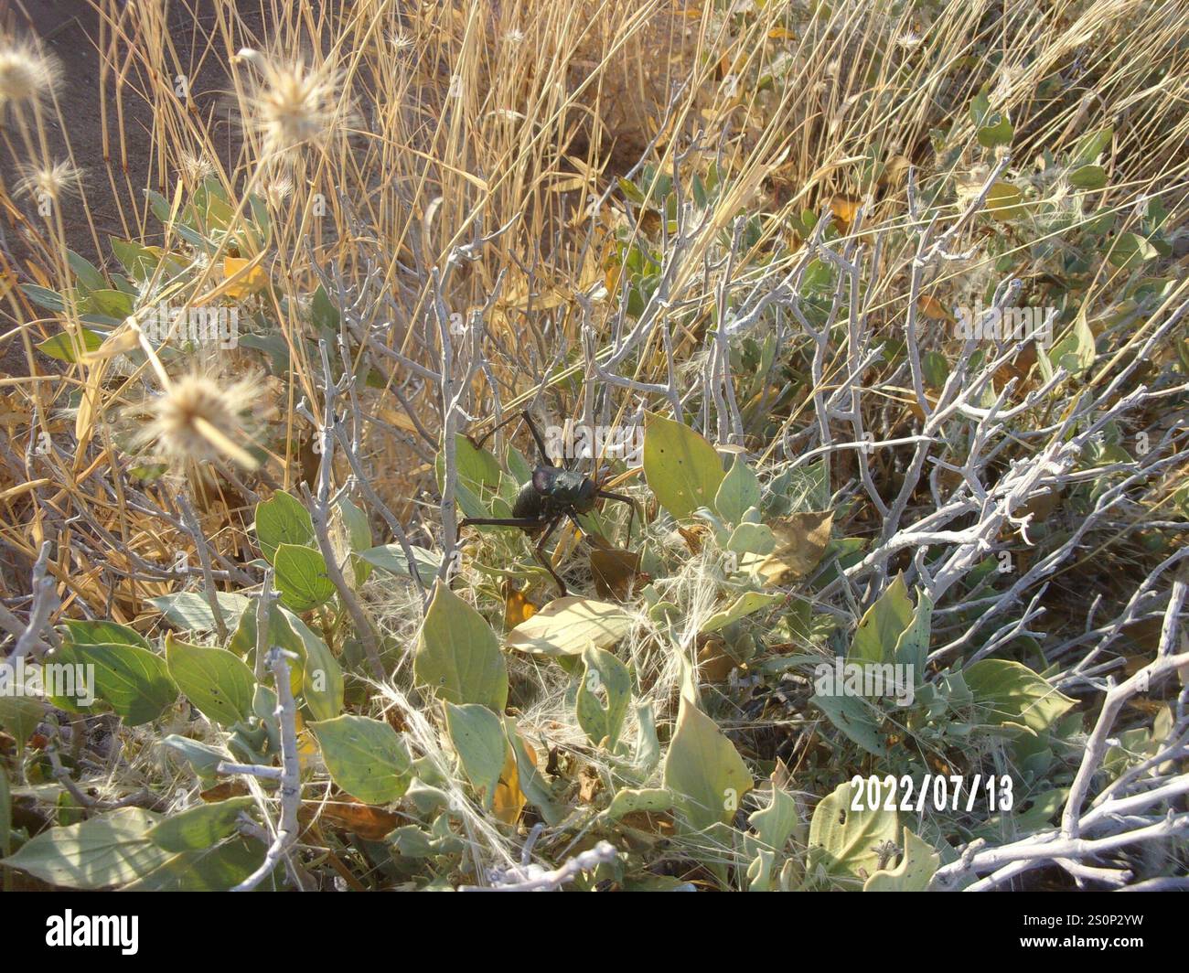 Brown Armoured Corncricket (Acanthoplus discoidalis Stock Photo - Alamy