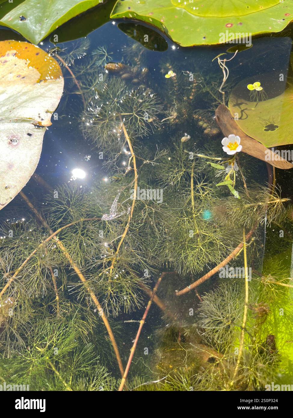 Carolina Fanwort (Cabomba caroliniana Stock Photo - Alamy
