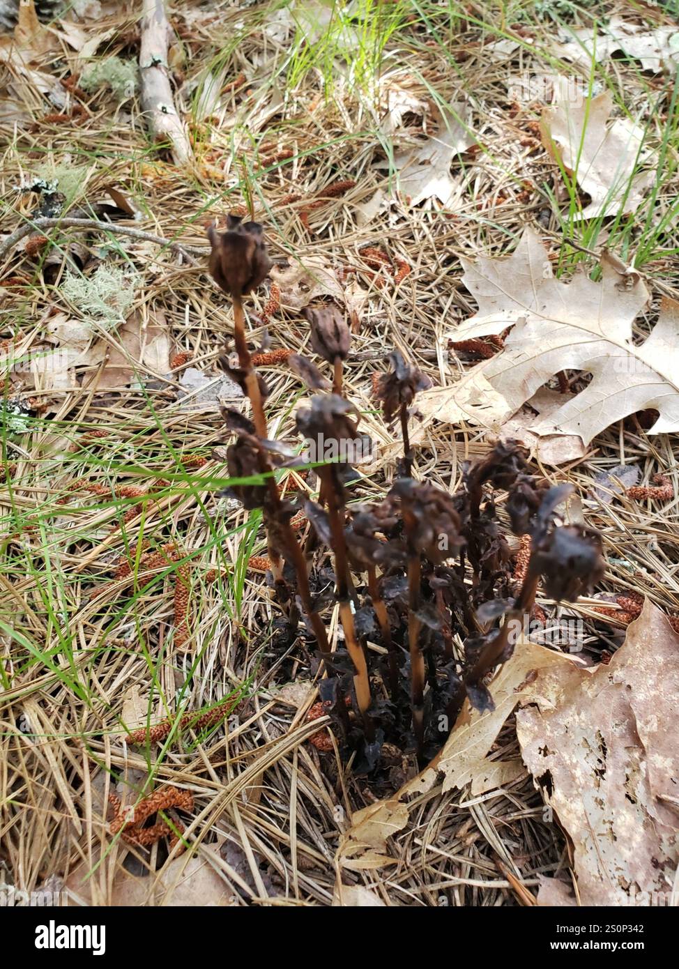 Ghost Pipe (Monotropa uniflora Stock Photo - Alamy