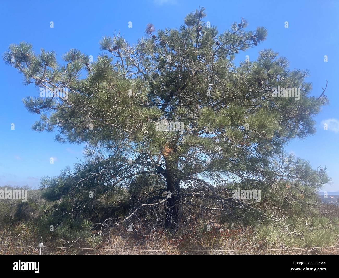 Torrey pine (Pinus torreyana Stock Photo - Alamy