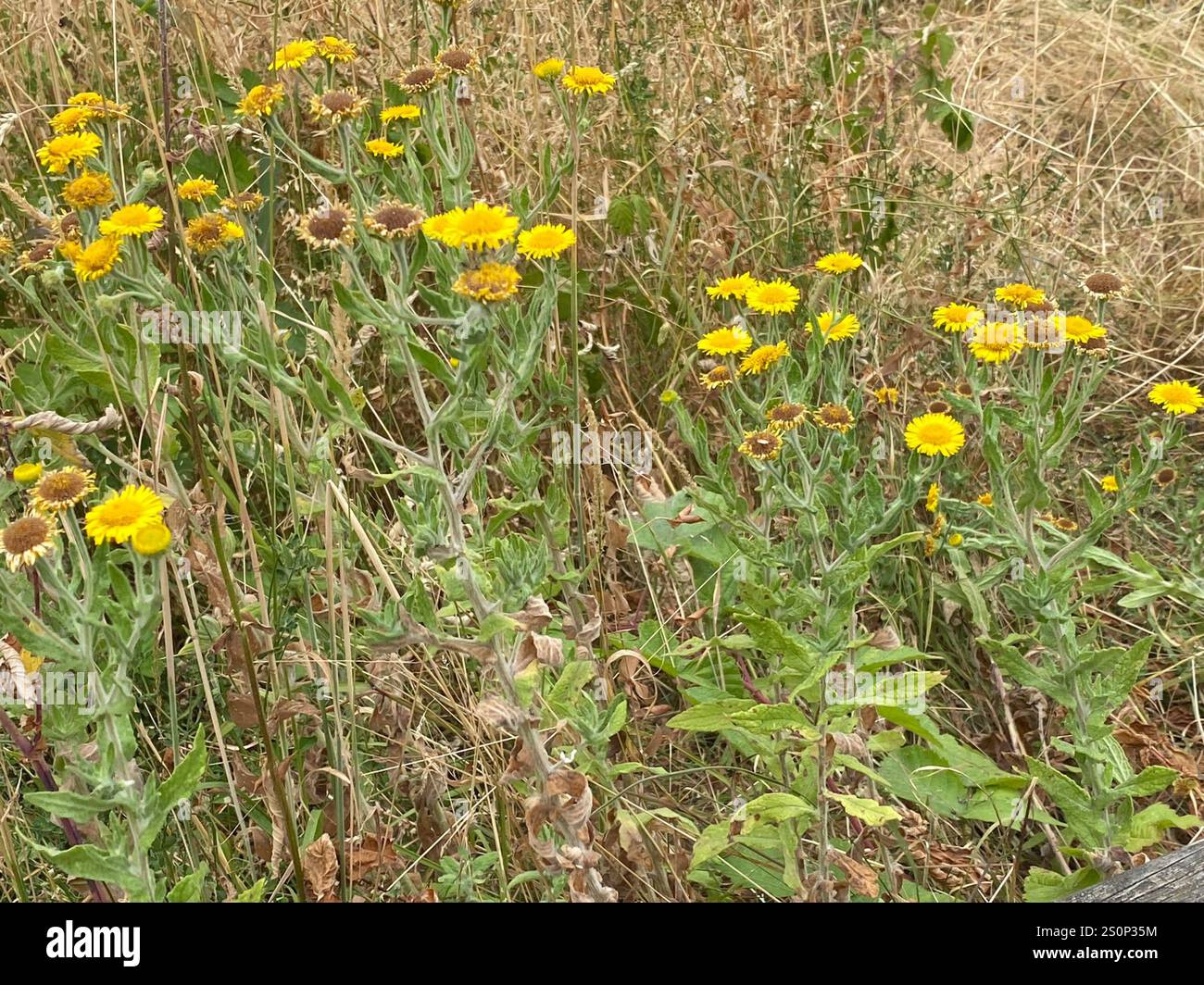 Common Fleabane (Pulicaria dysenterica Stock Photo - Alamy