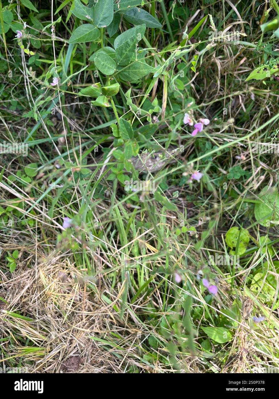 perplexed tick-trefoil (Desmodium perplexum Stock Photo - Alamy