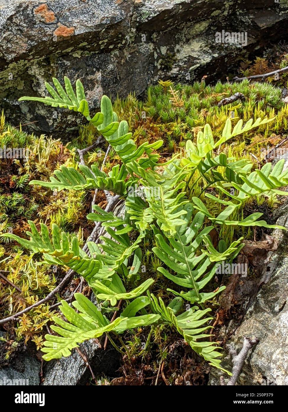 common polypody (Polypodium vulgare Stock Photo - Alamy