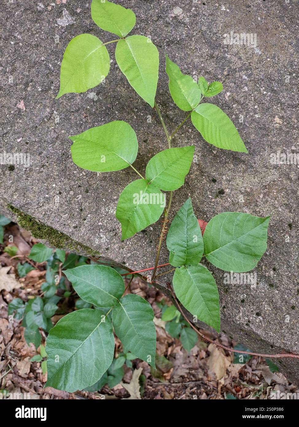 eastern poison ivy (Toxicodendron radicans Stock Photo - Alamy