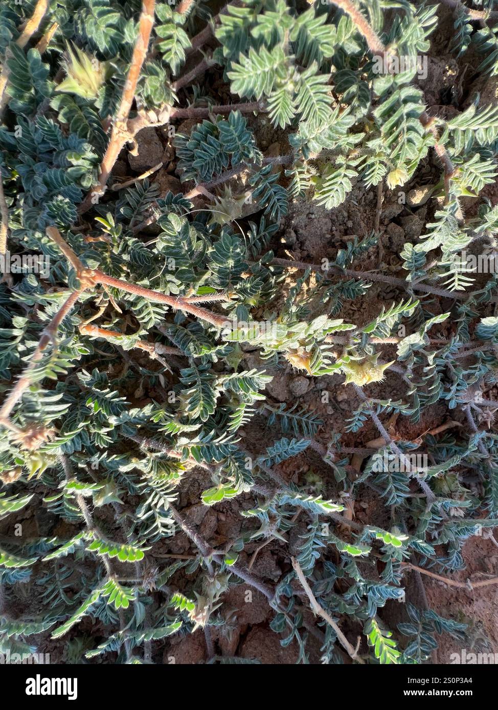 puncture vine (Tribulus terrestris Stock Photo - Alamy