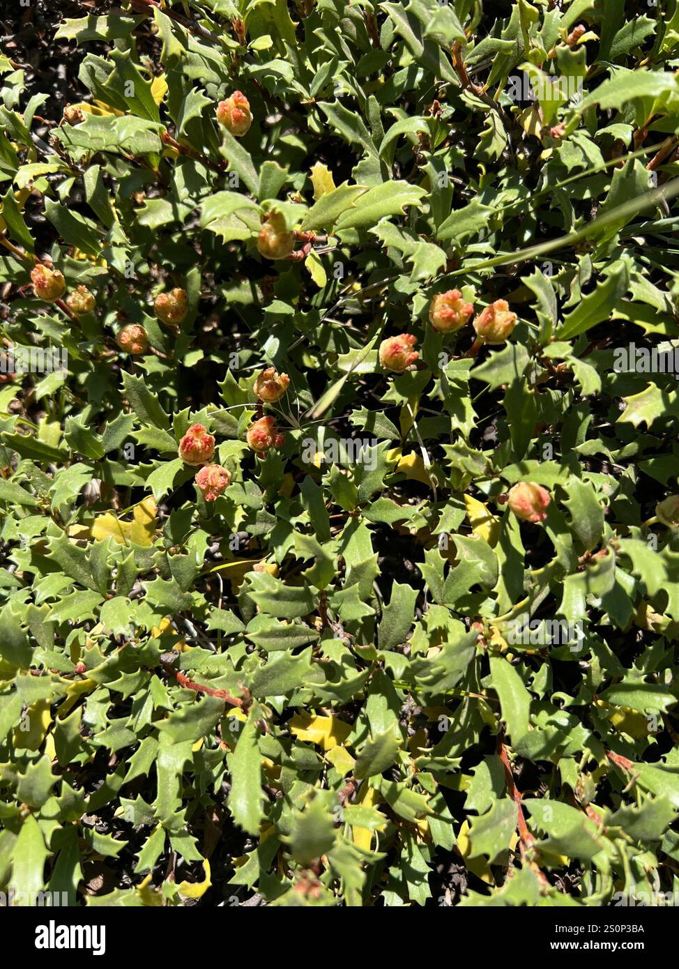 Mahala mat (Ceanothus prostratus Stock Photo - Alamy