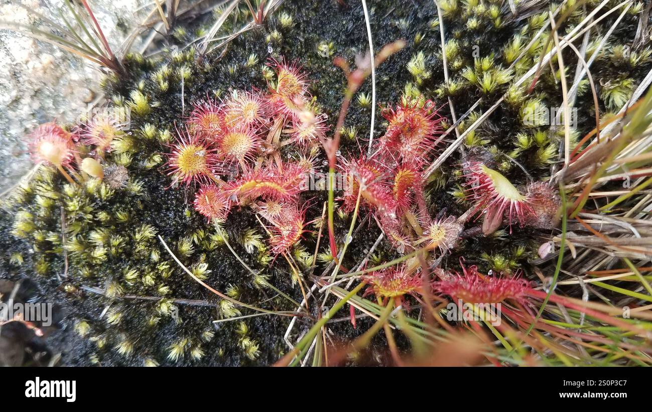 round-leaved sundew (Drosera rotundifolia Stock Photo - Alamy