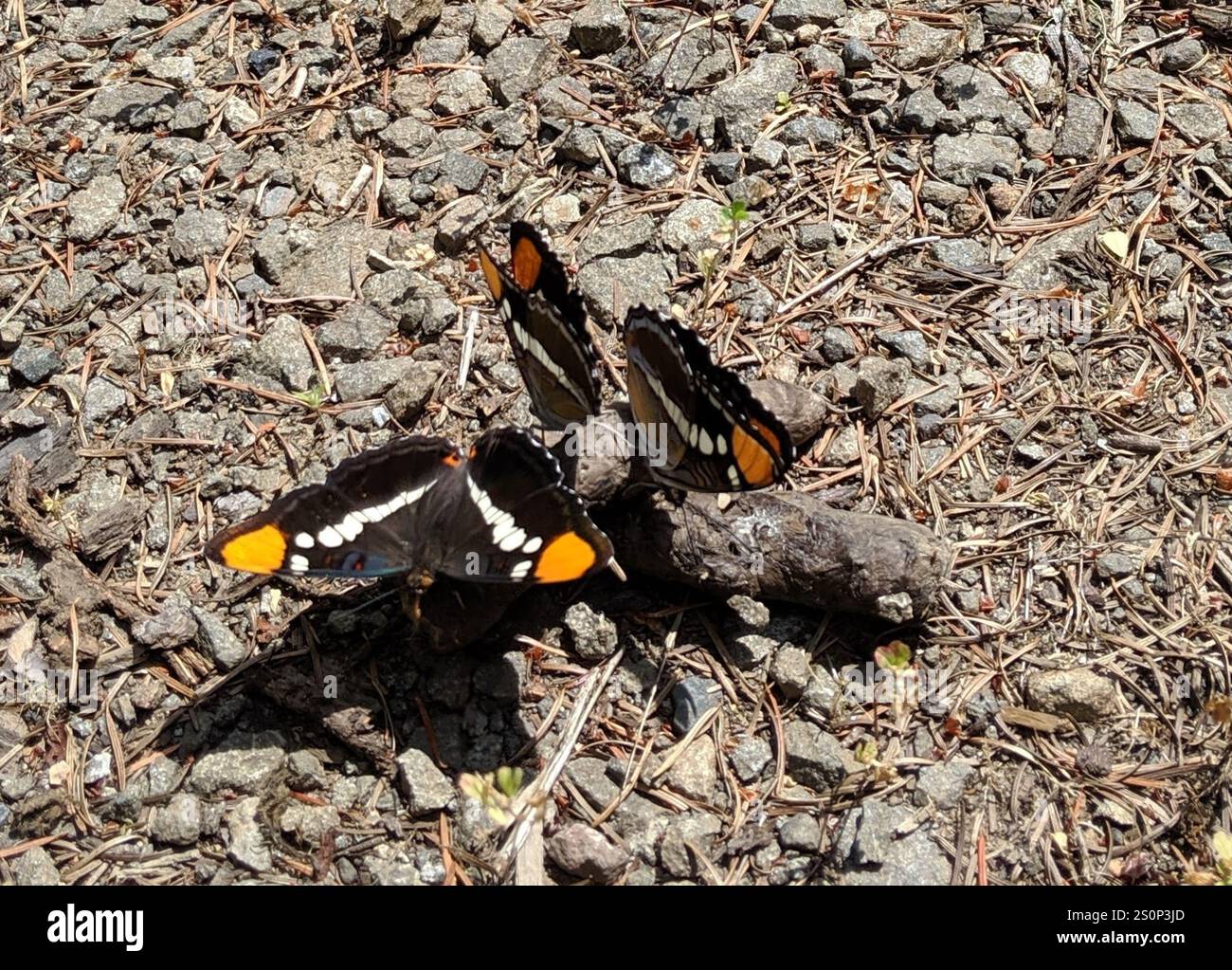 California Sister (Adelpha californica Stock Photo - Alamy