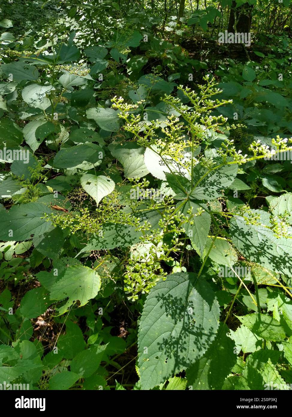 wood nettle (Laportea canadensis Stock Photo - Alamy